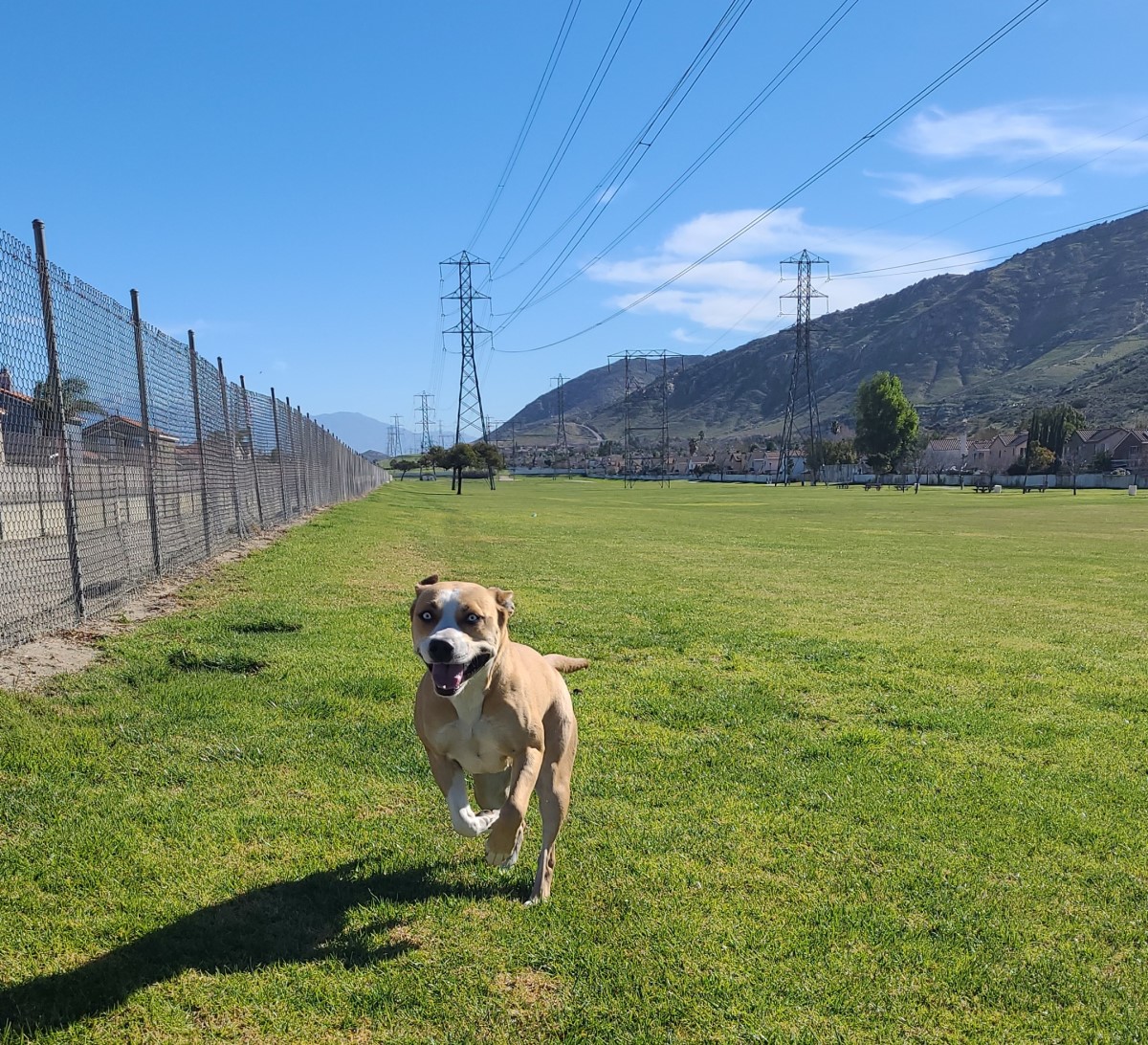 Dog Training, Boarding & Daycare