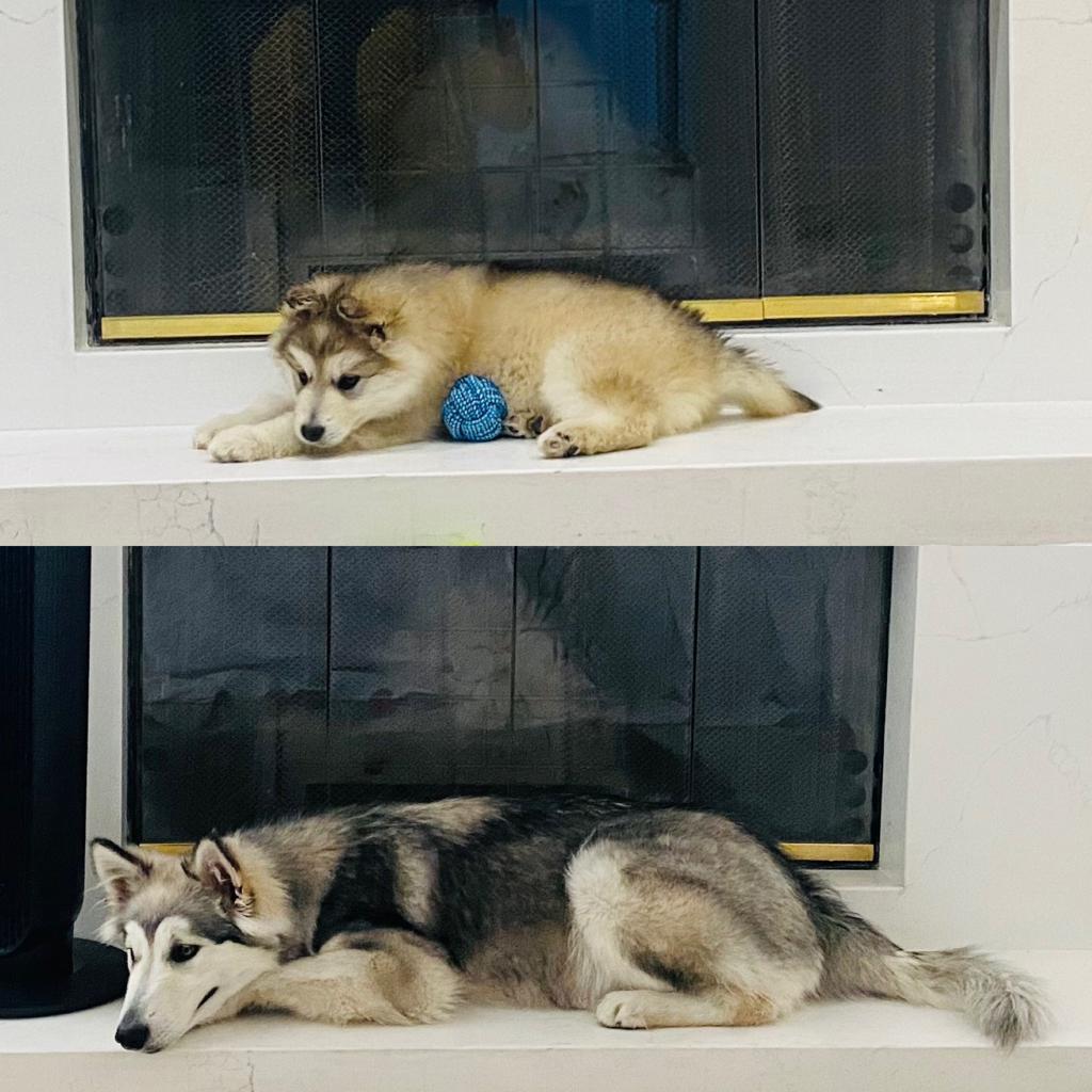 Dog Training, Boarding & Daycare